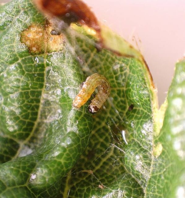 Omida fructelor la tomate, ardei. Control si combatere