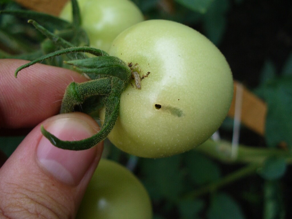 Omida fructelor la tomate, ardei. Control si combatere