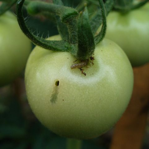 Omida fructelor la tomate, ardei. Control si combatere
