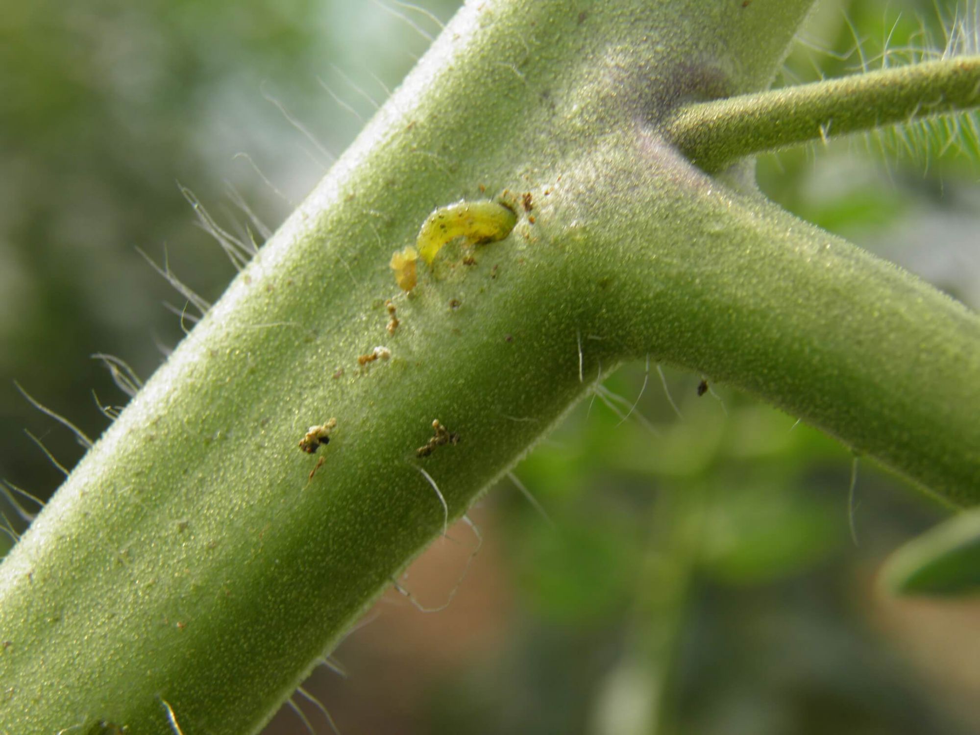 Omida fructelor la tomate, ardei. Control si combatere