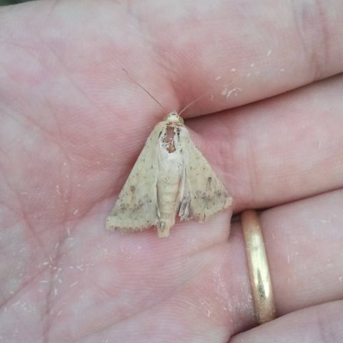 Omida fructelor la tomate, ardei. Control si combatere