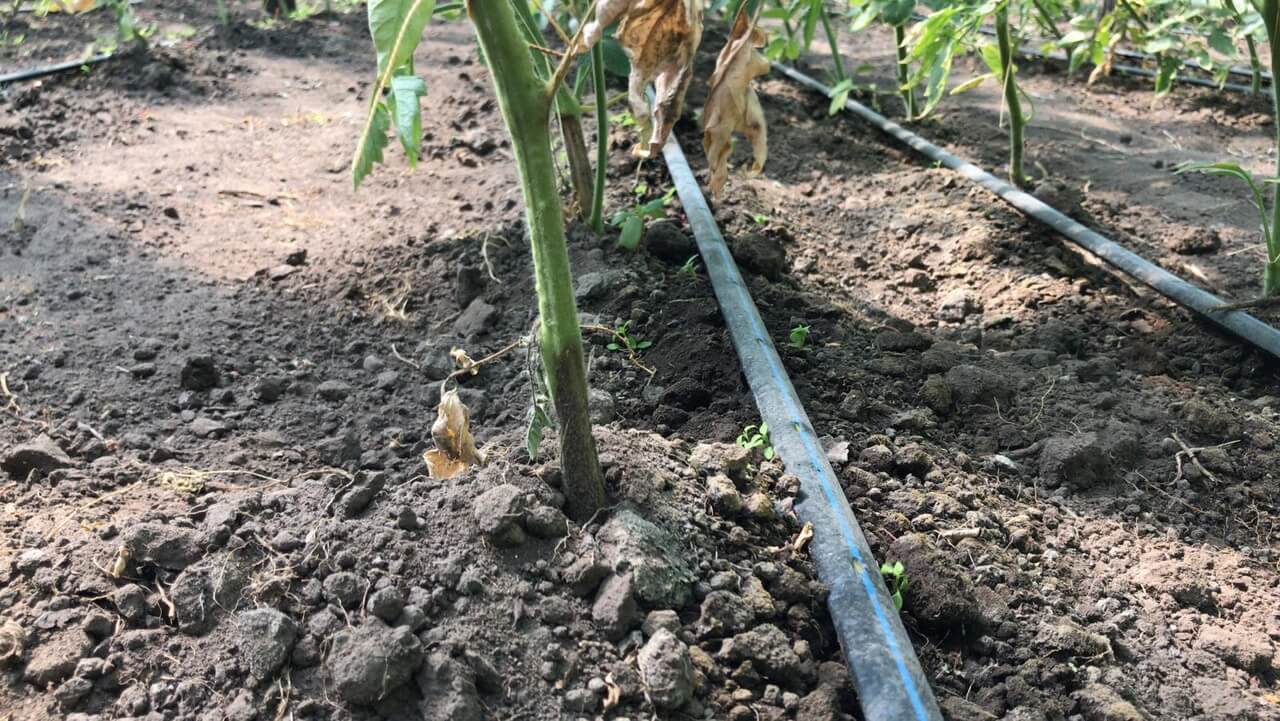 Fuzarioza la tomate - Simptome, Prevenire si Combatere