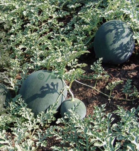 Seminte profesionale de pepeni verzi - Lubenita
