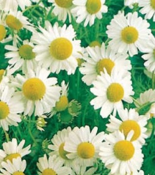 Seminte plante aromatice hobby