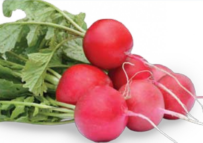 Seminte de ridichi, ridichi pentru sere si solarii, de luna