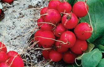 Seminte de ridichi, ridichi pentru sere si solarii, de luna