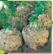 Seminte de telina de radacina si de frunze