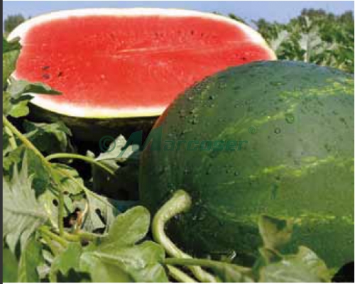 Seminte profesionale de pepeni verzi - Lubenita