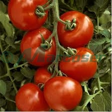 Seminte de rosii nedeterminate - Tomate timpurii