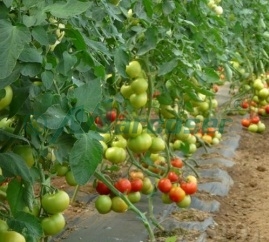 Seminte de rosii nedeterminate - Tomate timpurii