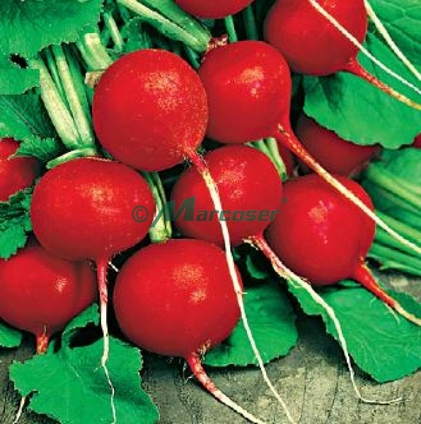 Seminte de ridichi, ridichi pentru sere si solarii, de luna