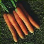 Seminte de morcov F1