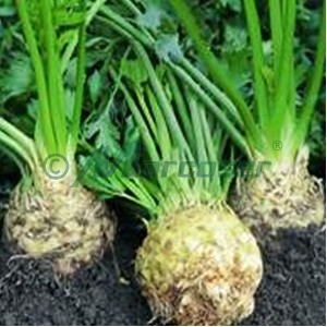 Seminte de telina de radacina si de frunze