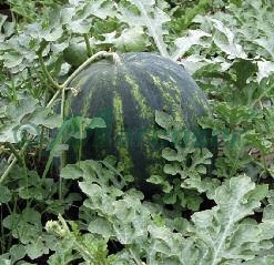 Seminte profesionale de pepeni verzi - Lubenita