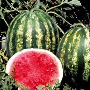 Seminte profesionale de pepeni verzi - Lubenita