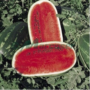 Seminte profesionale de pepeni verzi - Lubenita