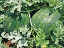 Seminte profesionale de pepeni verzi - Lubenita