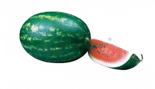 Seminte profesionale de pepeni verzi - Lubenita